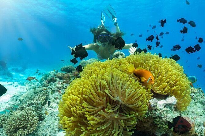 Nha Trang Bay: Explore Half-day Snorkeling at Mun Island - Key Points