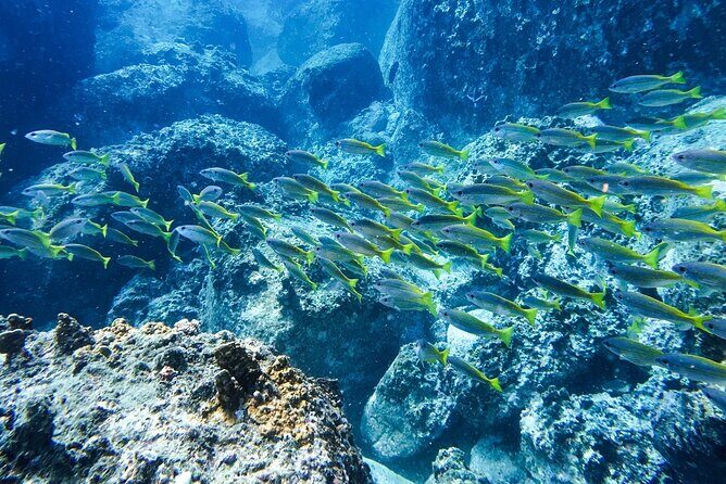 Nha Trang Bay: Private Half-Day Snorkeling Tour at Coral Reef - Who Should Consider This Tour?
