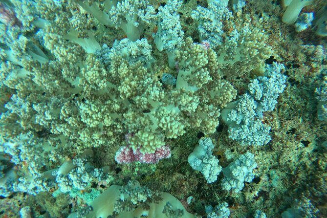 Nha Trang Day Tours Snorkeling And BBQ Onboard - Practical Considerations: What to Expect