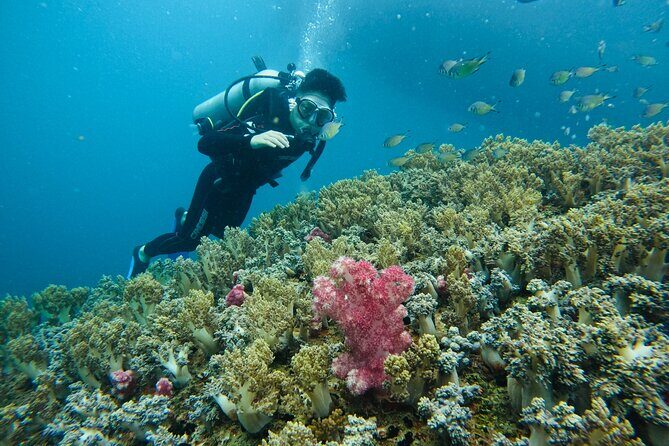 Nha Trang Day Tours Snorkeling And BBQ Onboard - Who Will Love This Tour?