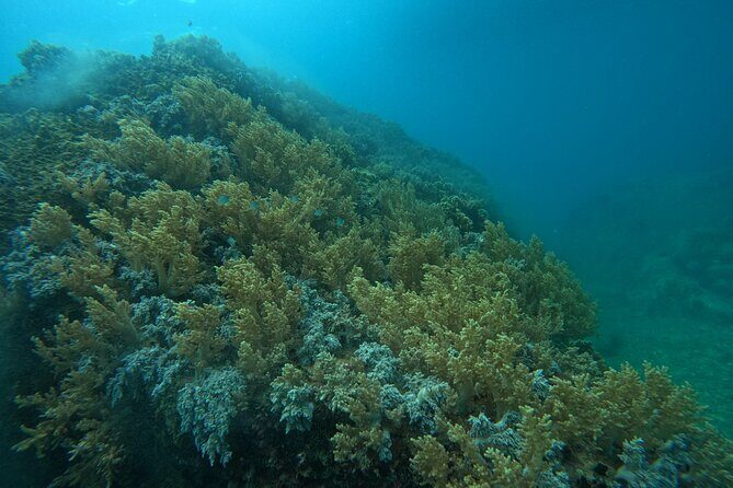 Nha Trang Day Tours Snorkeling And BBQ Onboard - The Sum Up