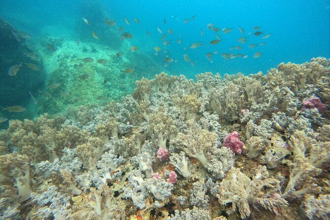 Nha Trang Day Tours Snorkeling And BBQ Onboard - FAQ