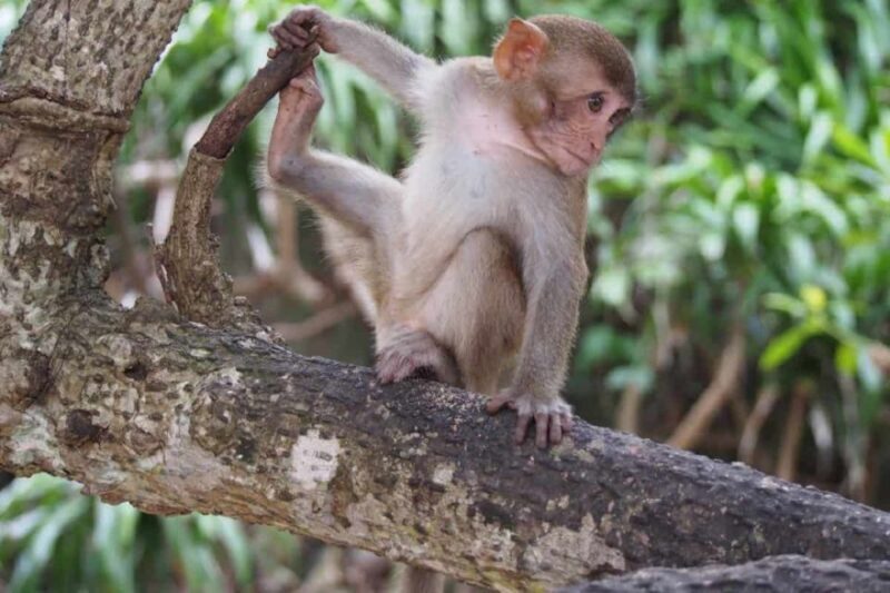 Nha Trang: Entry Ticket to Monkey Island - The Downside: What Customers Are Saying