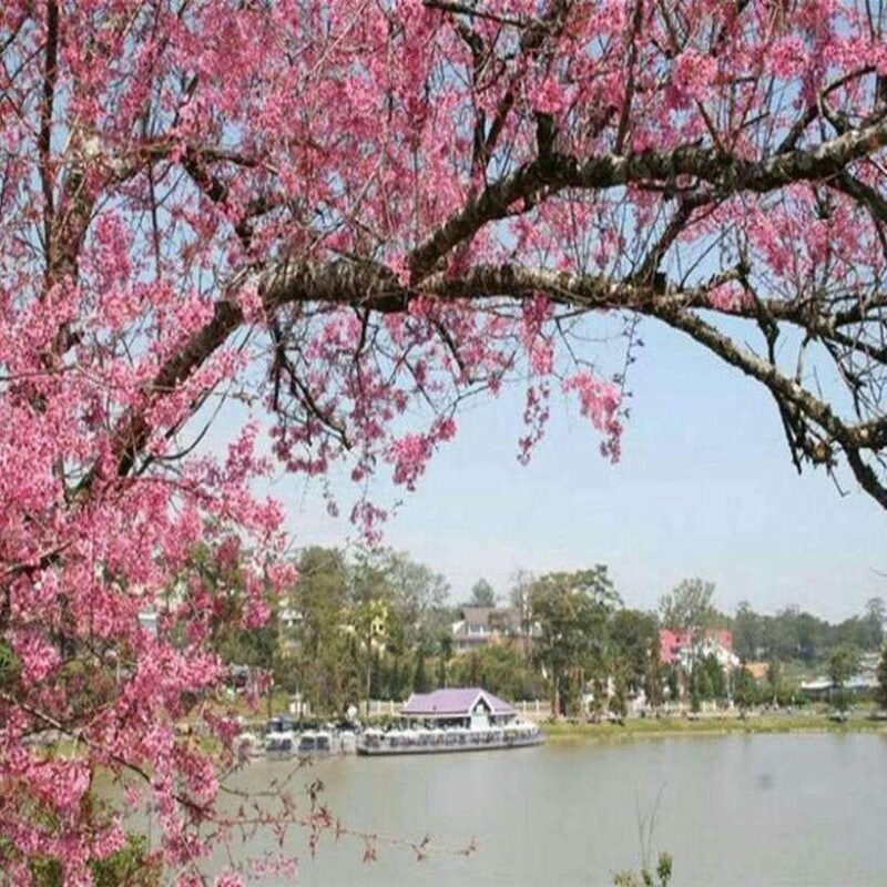Nha Trang: Full of Discover Dalat City 2 Days Sightseeing - Exploring the Dalat Adventure: A Practical Breakdown