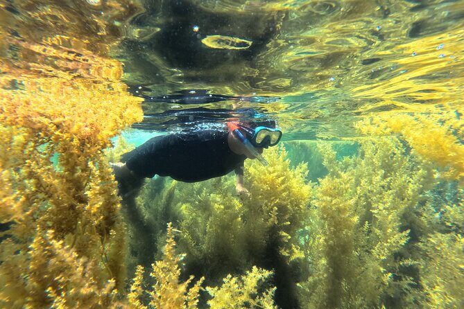 Nha Trang Half-Day Snorkeling Adventure at Marine Park with BBQ - The Highlight: Hon Mieu Island and the BBQ Feast