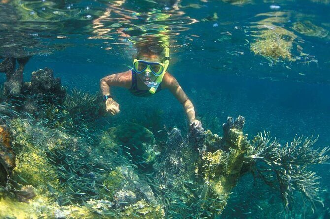 Nha Trang Mun Island Snorkeling Coral Reef Tour with BBQ Lunch - What to Expect and Tips for a Great Experience