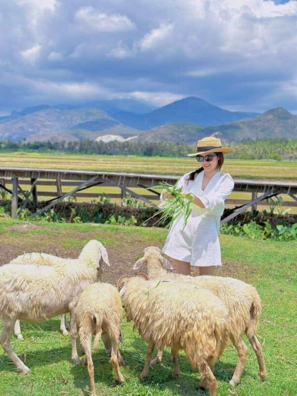 Nha Trang Ninh Thuan: Coral Coast, Grape Gardens, Suoi Tien - FAQ