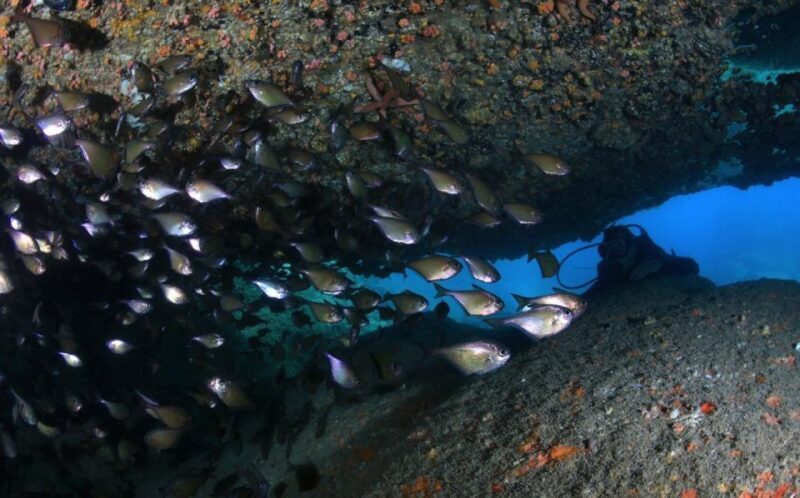 Nha Trang: Scuba Diving Experience for Non-Certified Divers - The Marine Environment