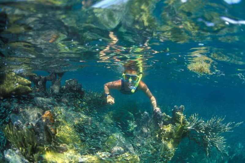 Nha Trang: Snorkeling Tour with BBQ Lunch at Coral Reef - Introduction