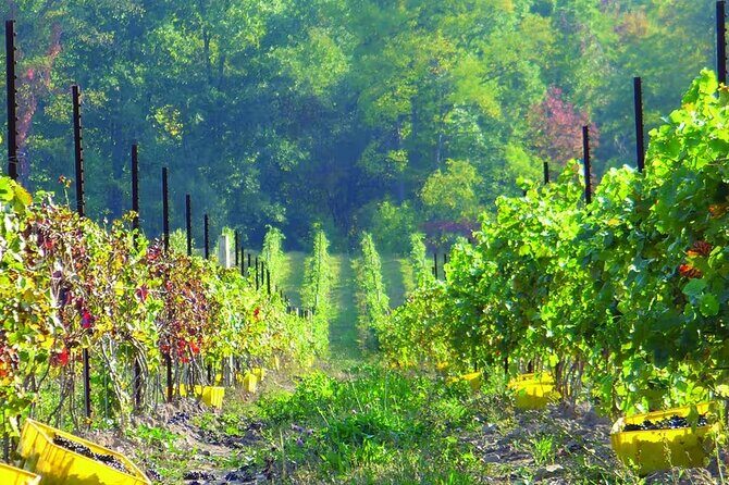 Niagara County Wine Tour and Tasting - An In-Depth Look at the Niagara County Wine Tour