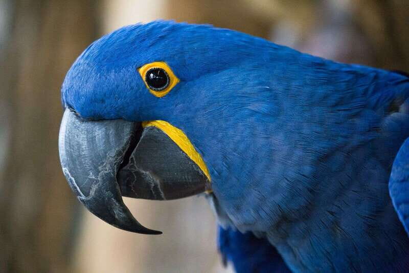 Niagara Falls, Canada: Bird Kingdom Entry Ticket - What to Expect at Bird Kingdom