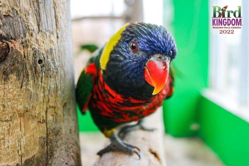 Niagara Falls, Canada: Bird Kingdom Entry Ticket - The Sum Up: Who Should Visit Bird Kingdom?