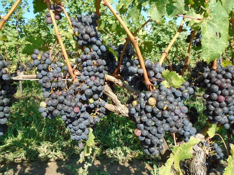 Niagara Falls, Canada: Full-Day Private Winery Tour - The Sum Up