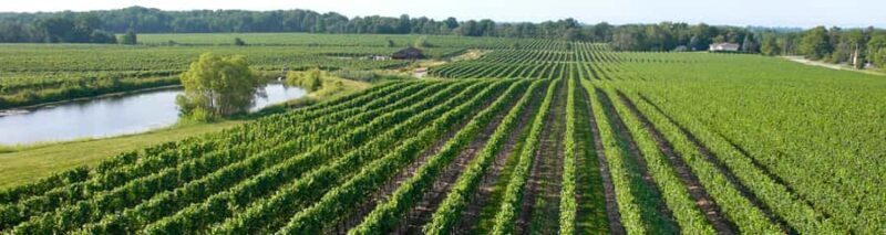 Niagara Falls: Guided Winery Tour with Tastings & Pickup - The Value of This Tour