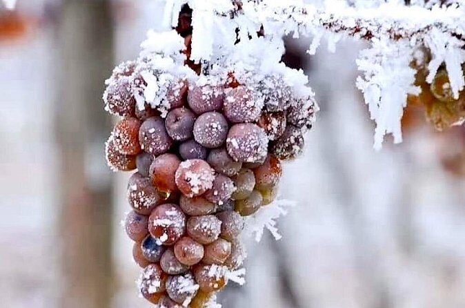 Niagara Taste Trio Winery Tours with Wine Tastings and Pairings - What to Expect from the Niagara Taste Trio Winery Tour