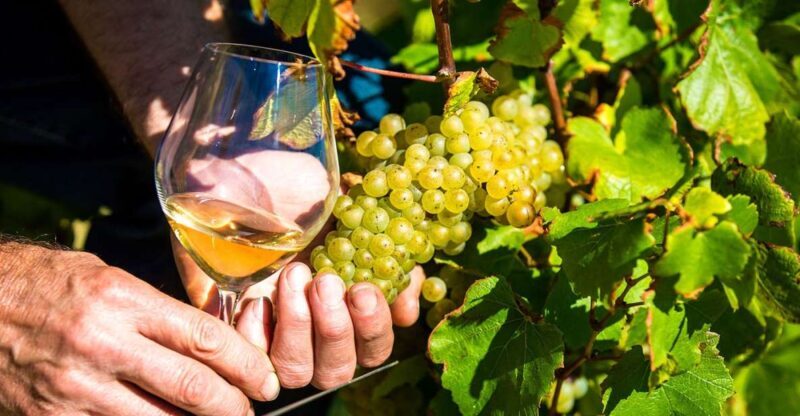 Nice: Provence Village Tour with Wine and Produce Tasting - The Winemaking Experience