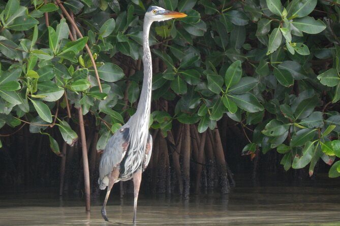 Nichupte Lagoon Wildlife Tour - Detailed Breakdown of the Itinerary