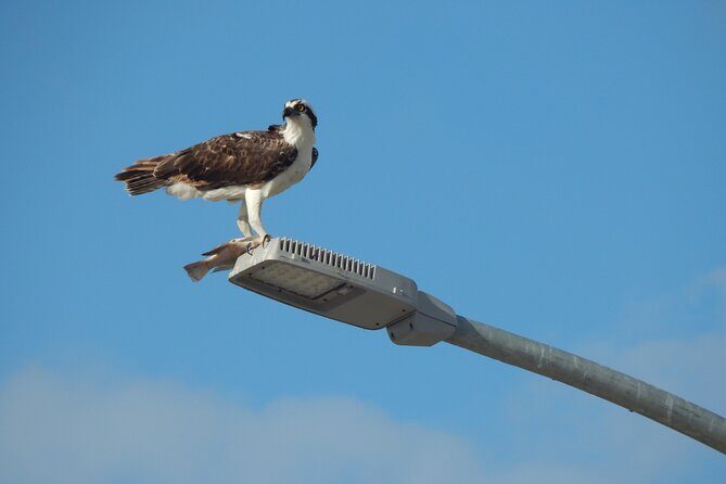 Nichupte Lagoon Wildlife Tour - Authentic Reviews and What They Say