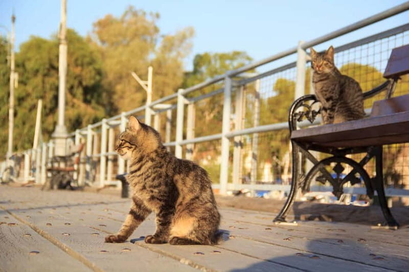 Nicosia: Express Walk with a Local in 60 minutes - Key Points