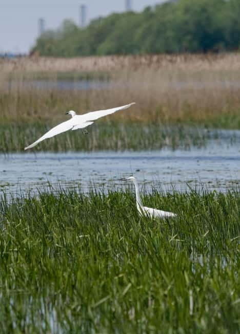 Nida: Bird-Watching Adventure in Nemunas Delta - Discovering Lithuania’s Birdlife in Nida