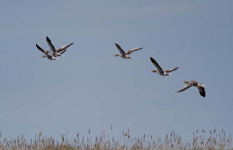 Nida: Bird-Watching Adventure in Nemunas Delta - How to Assess the Value
