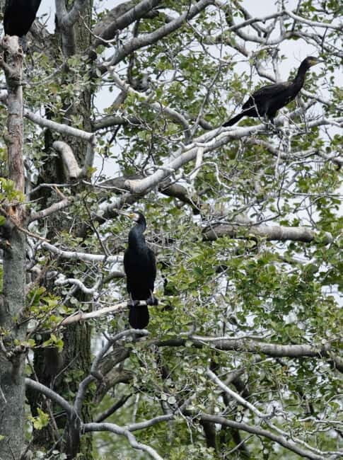 Nida: Bird-Watching Adventure in Nemunas Delta - Who Should Consider This Tour?