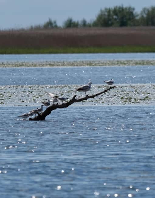 Nida: Bird-Watching Adventure in Nemunas Delta - The Sum Up