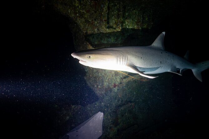 Night Dive Adventure in Oahu - The Authentic Side: What Travelers Are Saying