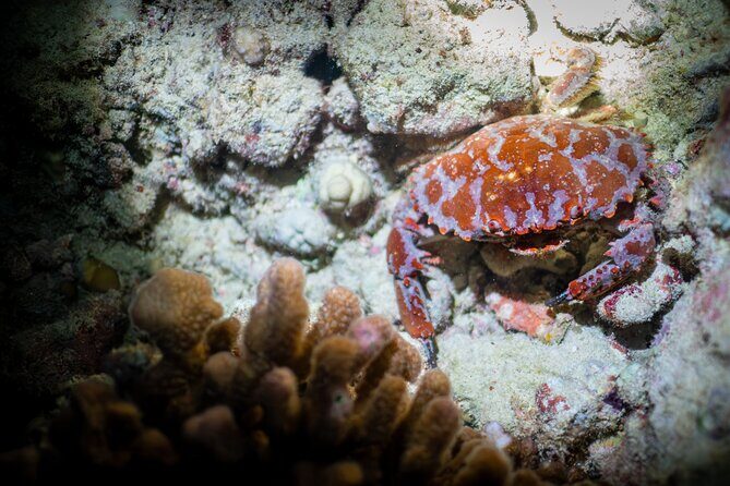 Night Dive Adventure in Oahu - Practical Details and Tips for Travelers