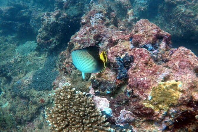 Night Diving in Negombo - Key Points