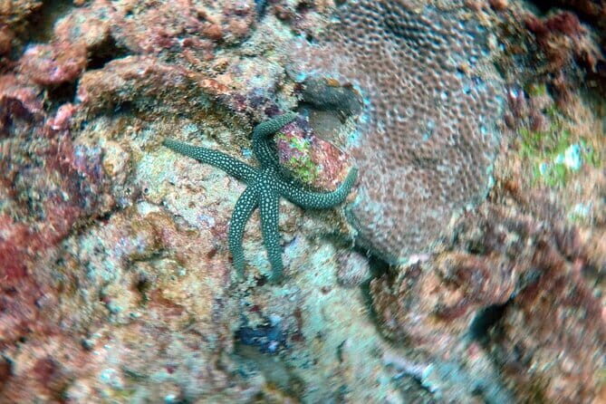 Night Diving in Negombo - What You Can Expect from Night Diving in Negombo