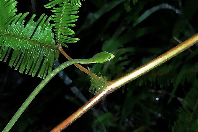 Night Froggy Adventure at Kubah National Park - Exploring the Night Froggy Adventure at Kubah National Park
