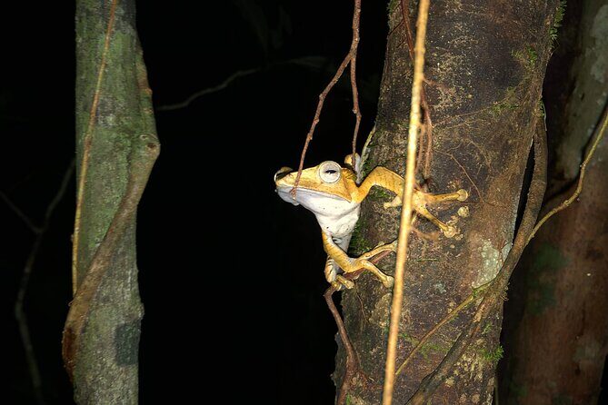 Night Frogs Tour at Kubah National Park - Key Points