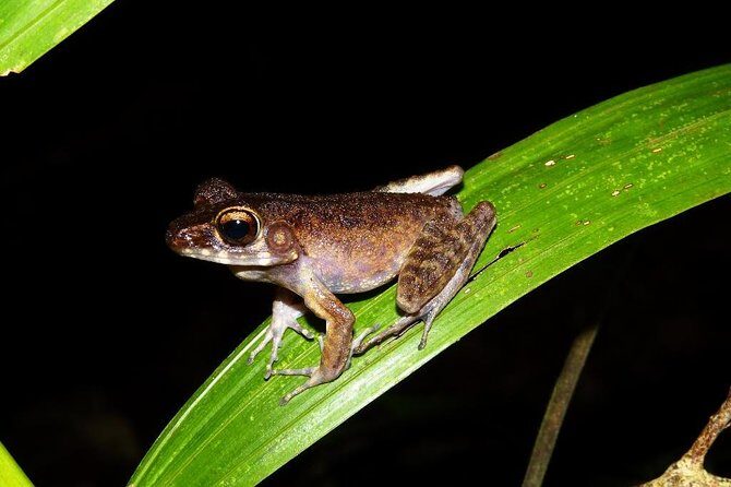 Night Frogs Tour at Kubah National Park - A Close Look at the Night Frogs Tour