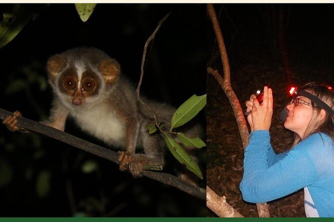 Night Hike to see Elusive & Rare Loris in Sigiriya - Sightings and Success Rate