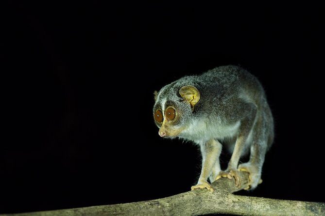 Night Hike to see Elusive & Rare Loris in Sigiriya - Value and Cost