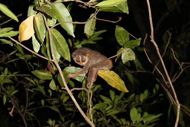 Night Hike to see Elusive & Rare Loris in Sigiriya - Logistics and Practicalities