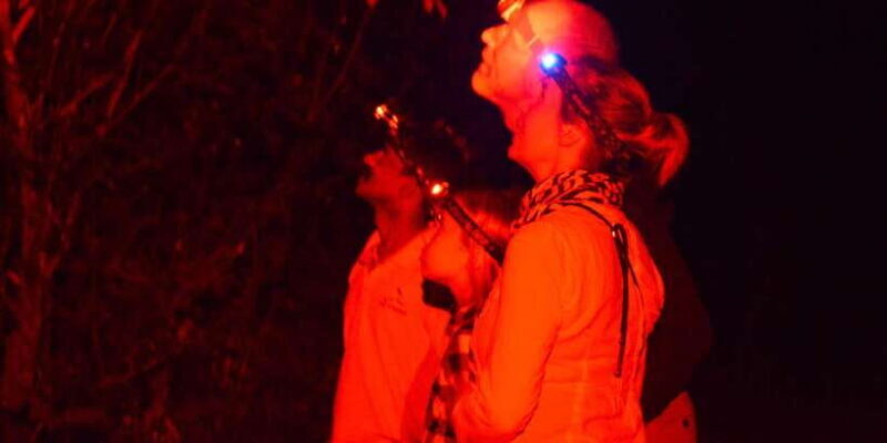 Night Hike to see Elusive & Rare Loris in Sigiriya - What to Expect from the Sigiriya Night Hike