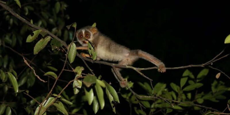 Night Hike to see Elusive & Rare Loris in Sigiriya - Why This Tour Offers Good Value