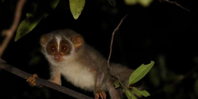 Night Hike to see Elusive & Rare Loris in Sigiriya - Authenticity and Education