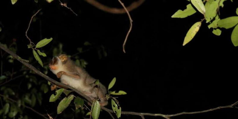 Night Hike to see Elusive & Rare Loris in Sigiriya - FAQs