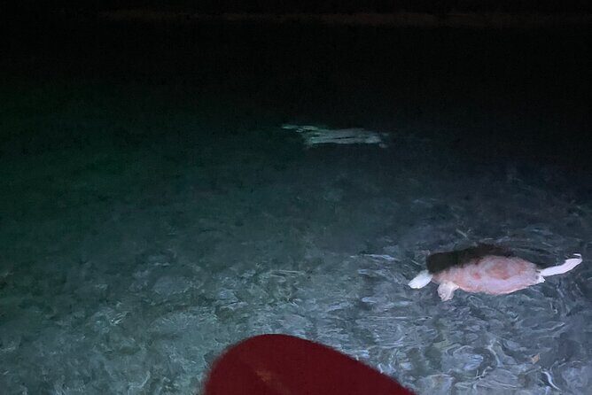 Night Kayaking with Liquid Glow - An In-Depth Look at the Experience