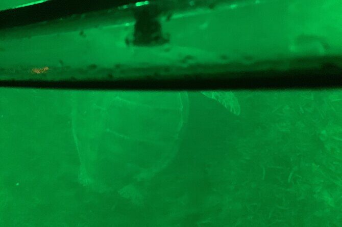 Night Kayaking with Liquid Glow - Practical Tips for Participants