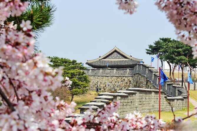 [Night Private Tour] Suwon Cherry Blossom & Hwaseong Fortress - An In-Depth Look at the Tour Experience