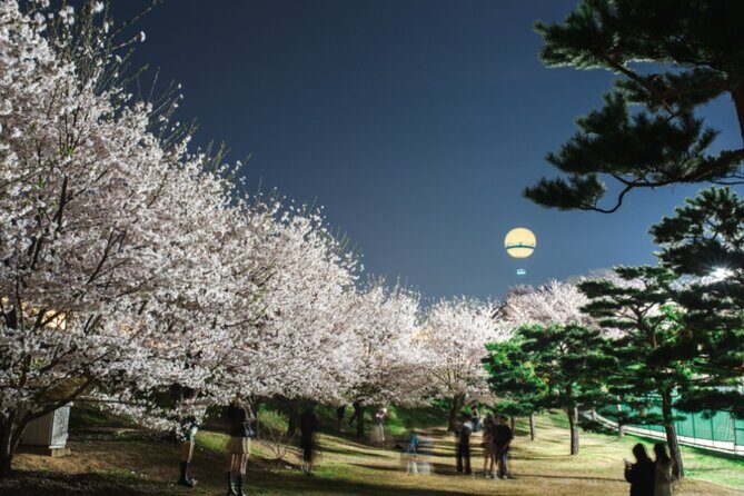 [Night Private Tour] Suwon Cherry Blossom & Hwaseong Fortress - Who Will Love This Tour?