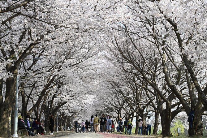 [Night Private Tour] Suwon Cherry Blossom & Hwaseong Fortress - The Sum Up