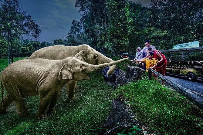 Night Safari Tickets with Tram Ride - Key Points