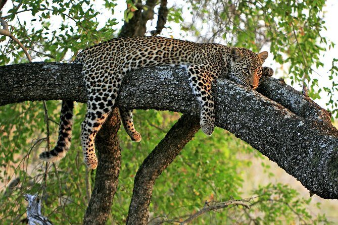 Night Safari Tour with Transfer - Key Points