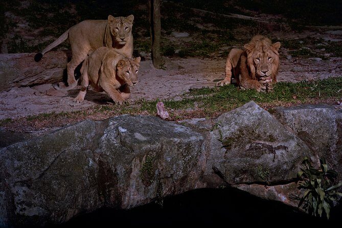Night Safari Tour with Transfer - The Practical Side: Cost, Timing, and Group Size