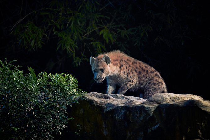 Night Safari Tour with Transfer - FAQs